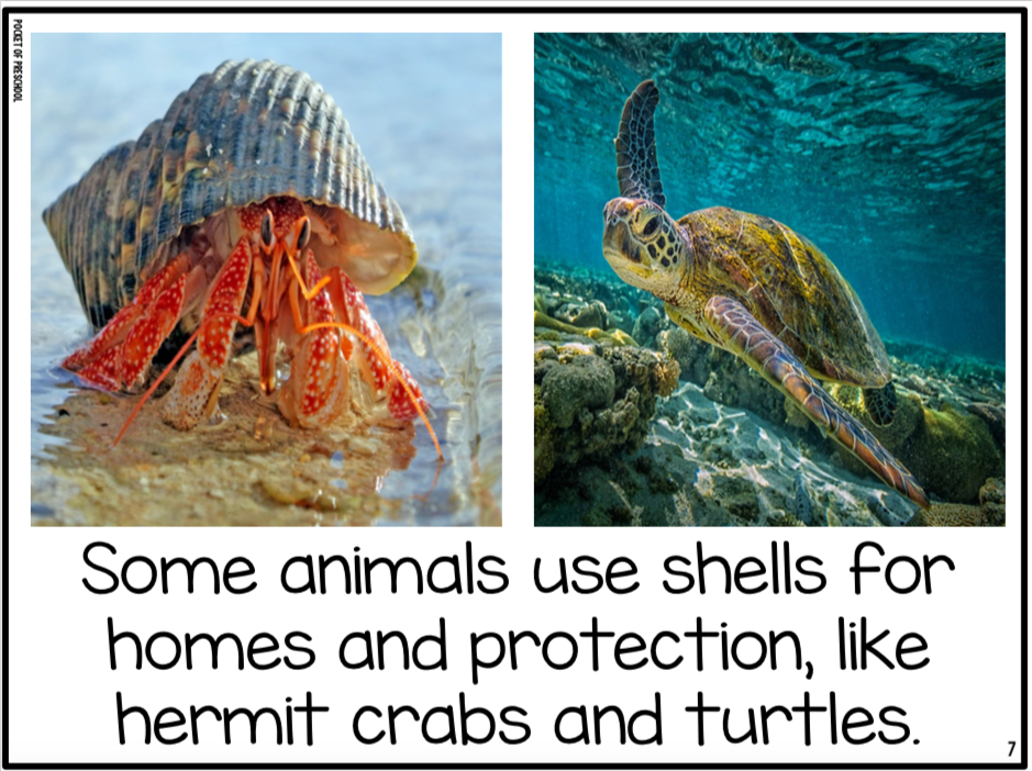 英语科学启蒙活动作业纸 Preschool science worksheets - 知乎