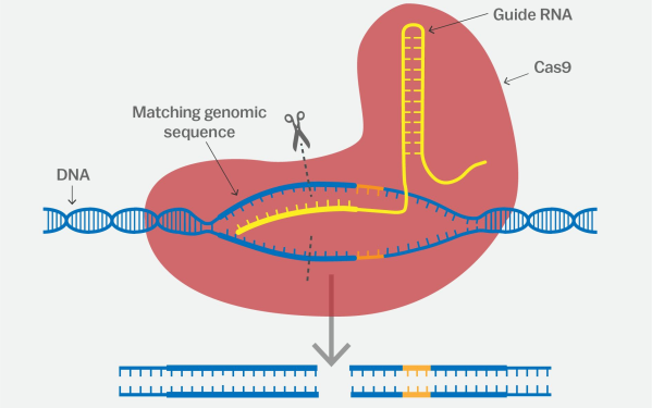 CRISPR-cas9：最常用的基因编辑工具 - 知乎