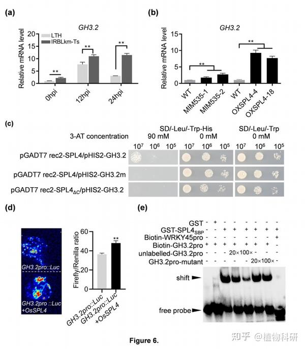 TPJ|四川农业大学王文明研究团队用Y1H技术揭示了Osa-miR535 靶向SQUAMOSA 启动子结合蛋白4调控水稻稻瘟病抗性 - 知乎