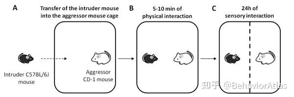慢性社交挫败应激 CSDS 建模介绍 - 知乎
