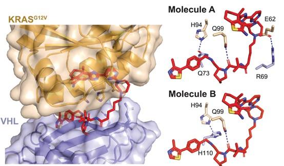 Science | KRAS新突破！小分子泛KRAS降解剂的抗癌潜力 - 知乎