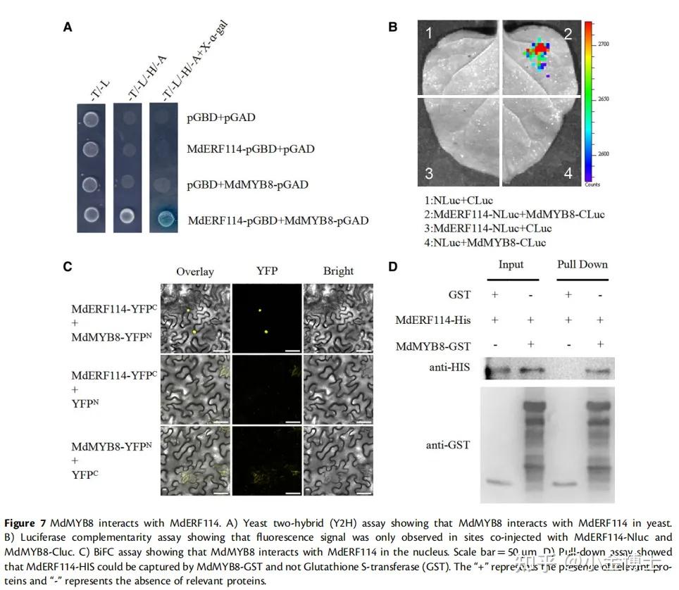 干货长图文| 一文读懂并区分双荧光素酶实验（DLR）、双分子荧光互补(BiFC)、荧火素酶互补实验（ LCA） - 知乎