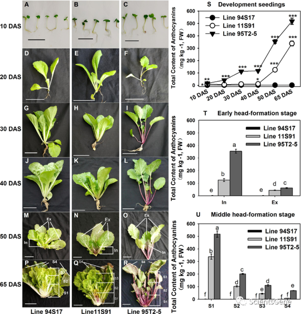 【Front Plant Sci】BrMYB2调控大白菜和拟南芥发育过程中花青素生物的合成机制 - 知乎