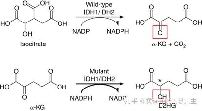 IDH突变、表观遗传与靶向治疗 - 知乎