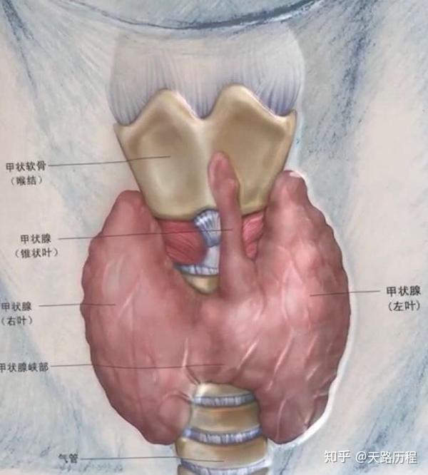 甲状腺超声检查TI-RADS分级 - 知乎