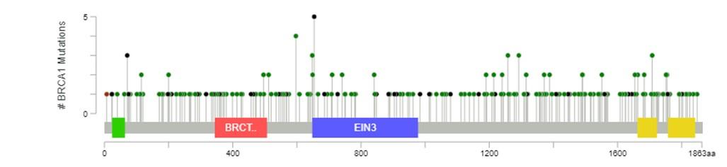 NGS小知识 ‖ 小基因大作用之BRCA - 知乎