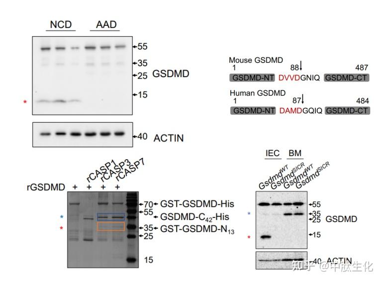 Cell：朱书团队揭示GSDMD的非细胞焦亡功能，诱导食物耐受性 - 知乎