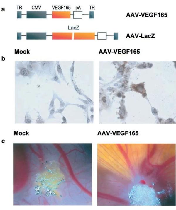 【科研实用宝典】AAV在皮肤组织研究中的应用总结 - 知乎