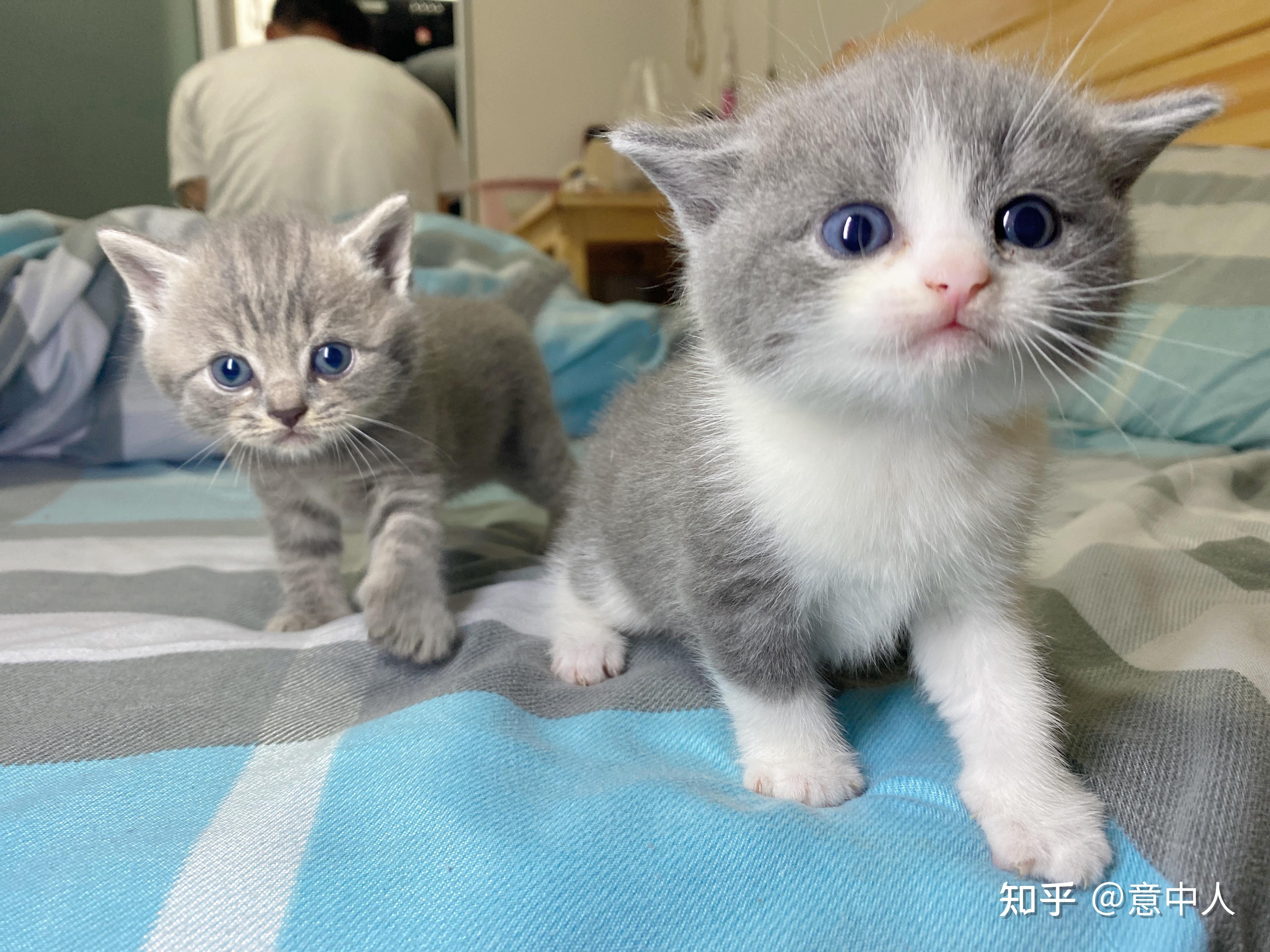 自己家猫生的小猫卖不出去怎么办 知乎