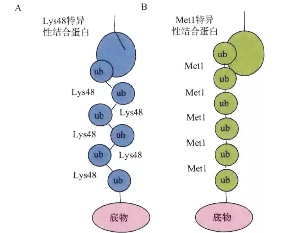 科研|关于泛素化 - 知乎