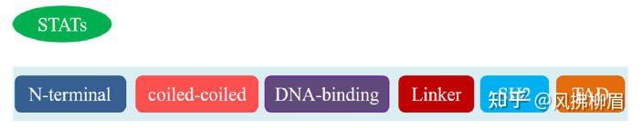 浅谈JAK-STAT信号通路及相关抑制剂 - 知乎