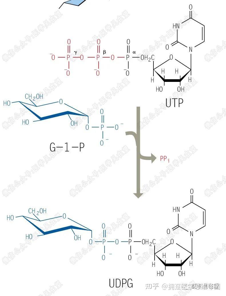 糖原的合成思维导图重点汇总 - 知乎