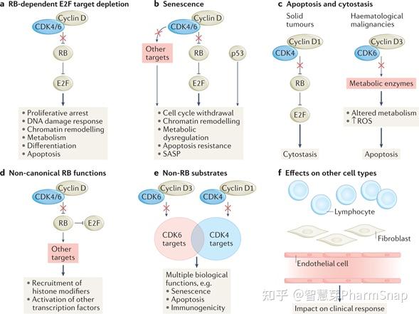 智慧芽Synapse | 靶向CDK4和CDK6在癌症中的应用 - 知乎