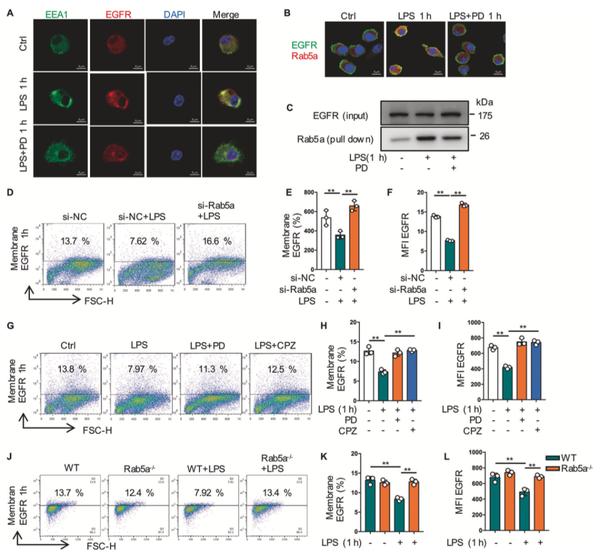 CDD丨EGFR 和 Rab GTPases 协调 EGFR 运输以调节脓毒症中的巨噬细胞活化 - 知乎