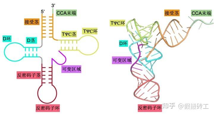 哺乳动物线粒体tRNA - 知乎