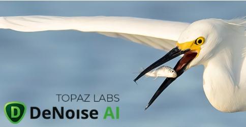 Topaz DeNoise AI 3.7.2.全网图片降噪软件，实用软件 - 知乎