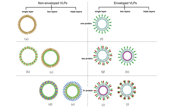 【蛋白及VLP服务】VLPs病毒样颗粒 - 知乎