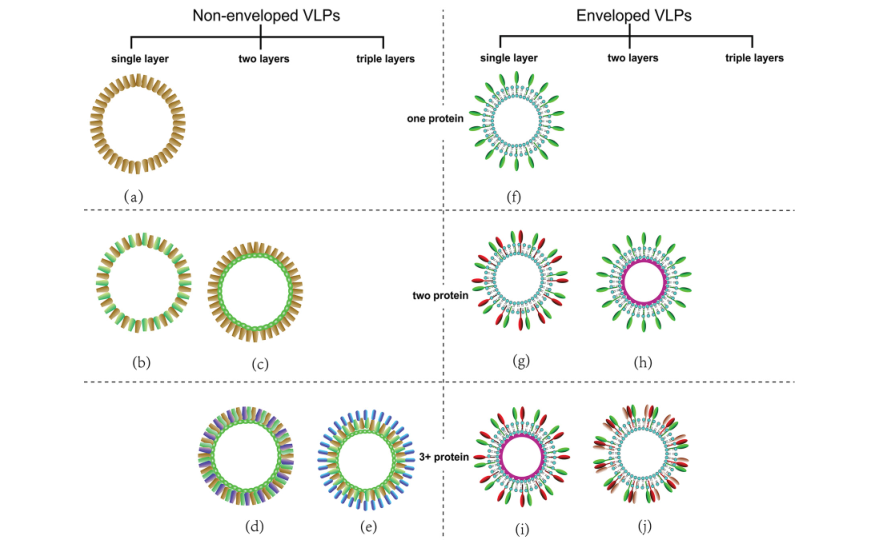 【蛋白及VLP服务】VLPs病毒样颗粒 - 知乎