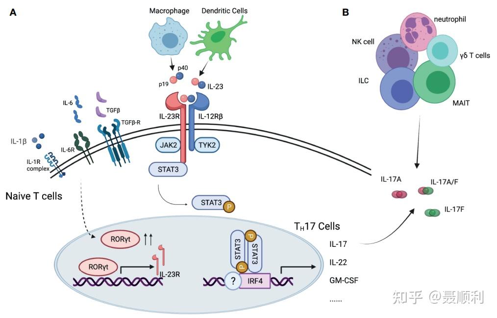直击银屑病：全身性治疗药物概述（上） - 知乎