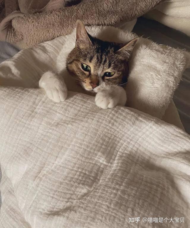 猫咪睡觉的位置，暴露和主人的关系，你家猫爱睡哪里？ 知乎