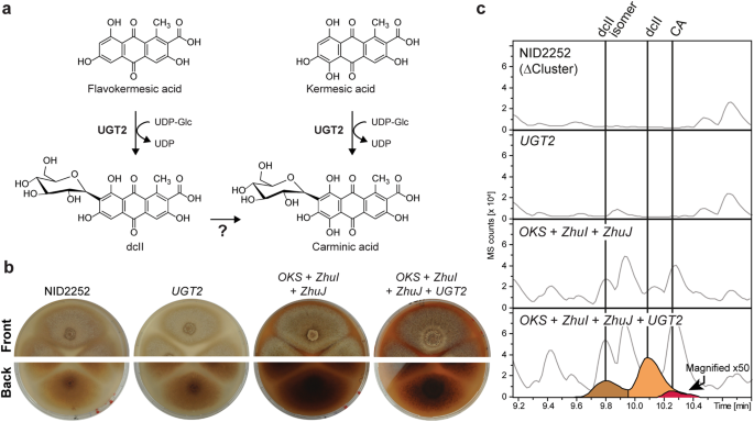 发酵生产天然食品级胭脂虫红carmine - 知乎