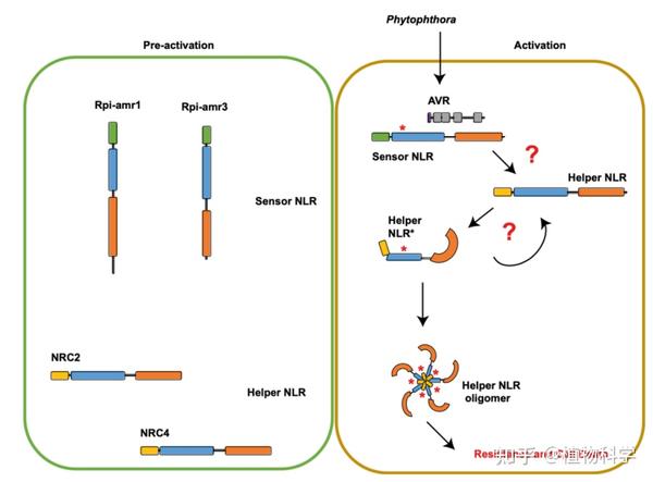 EMBO J 一作详解 | 英国TSL研究所Jonathan Jones组发现植物辅助型抗病蛋白(Helper NLR)激活机制 - 知乎