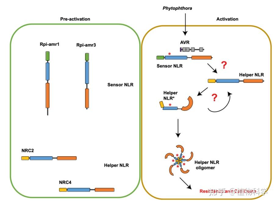 EMBO J 一作详解 | 英国TSL研究所Jonathan Jones组发现植物辅助型抗病蛋白(Helper NLR)激活机制 - 知乎