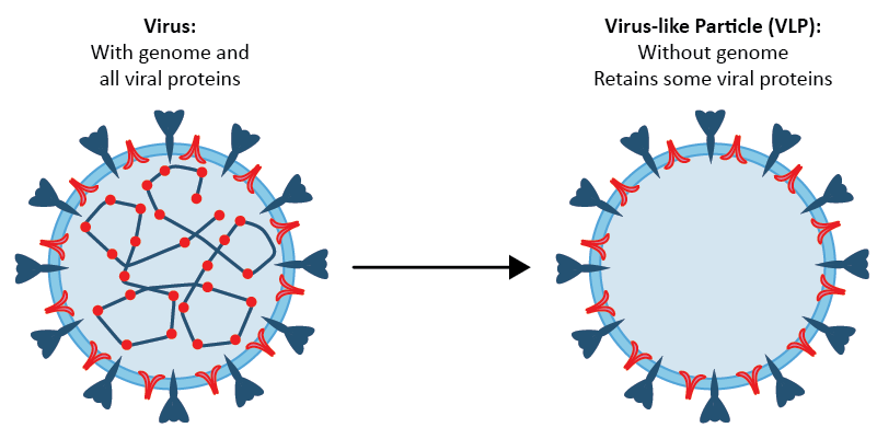 Biorbyt产品专题 | Virus-like Particles（VLP）病毒样颗粒 - 知乎