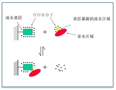 BioToolomics疏水层析填料简介 - 知乎
