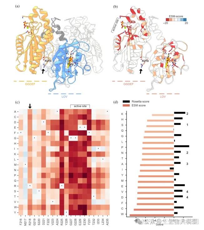 AI大模型助力蛋白质设计：ESM-scan工具让氨基酸突变预测更简单高效 - 知乎