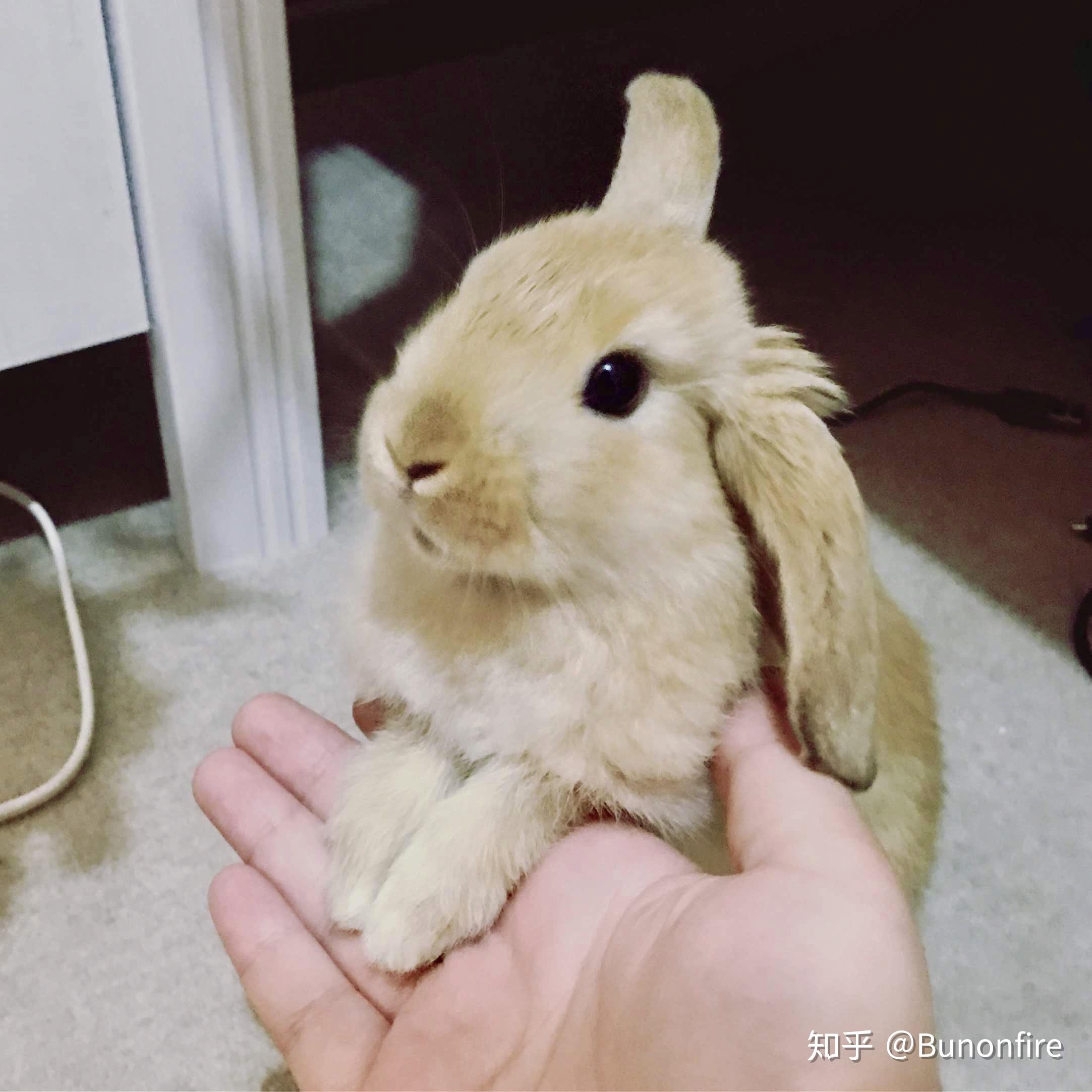 兔子散养会造成什么后果？ - 知乎