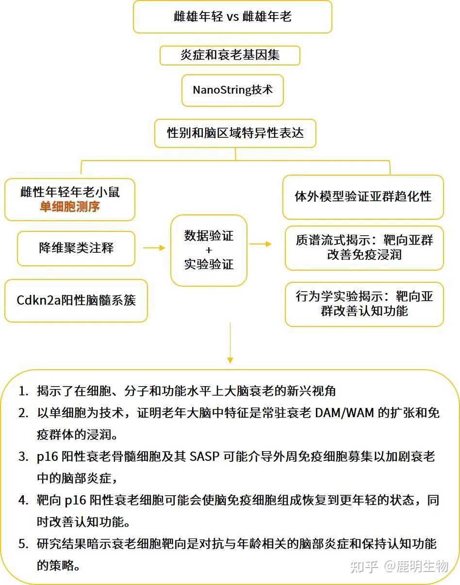 单细胞重磅研究！p16基因清除大脑衰老细胞焕发免疫活性 - 知乎