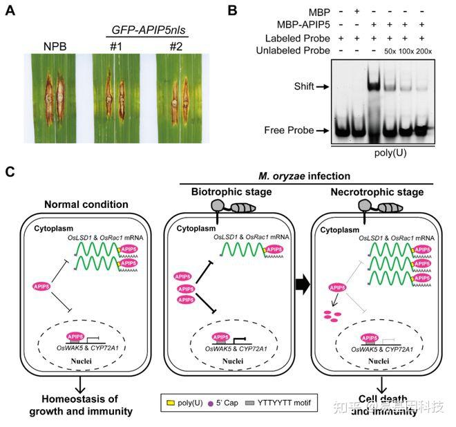 ChIP-seq技术在植物转录因子结合位点中的研究（茄子+玉米+水稻） 易基因｜3文一览 - 知乎
