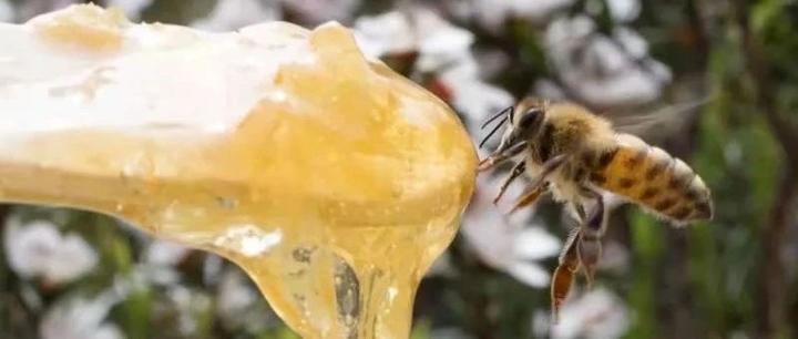BEE+麦卢卡蜂蜜：大自然馈赠的纯粹佳品 - 知乎