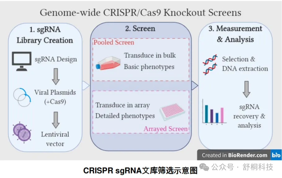 CRISPR screen从sgRNA构建文库到文库细胞筛选的分析内容有哪些？速收藏！（下） - 知乎