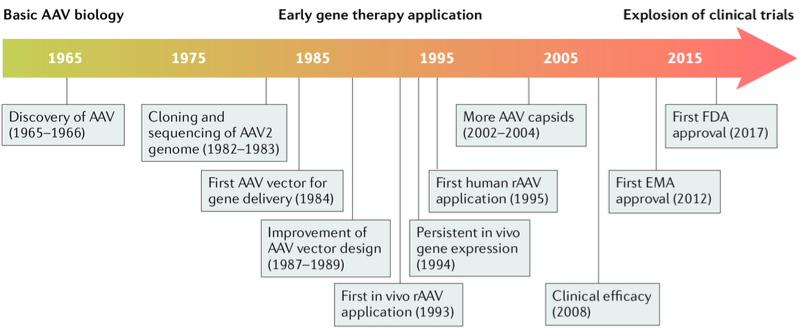 【领康时代CDMO】 浅谈AAV基因治疗载体的优势 - 知乎