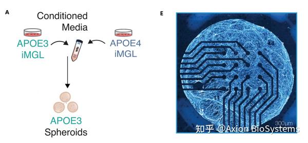 APOE4引发的脂质积累影响小胶质细胞对神经网络的监控-Cell Stem Cell - 知乎