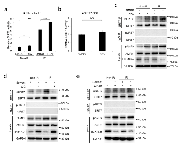 Cell Death Dis︱南方医科大学周良/马骊团队合作揭示白藜芦醇缓解放射性皮肤损伤的分子机制 - 知乎