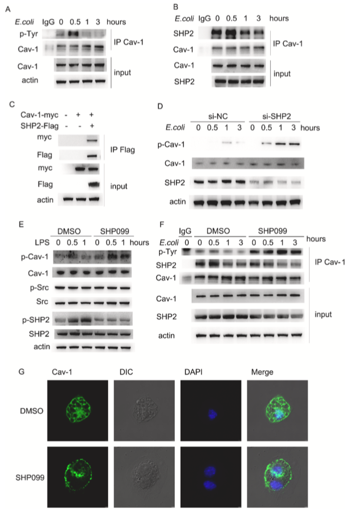 药理学研究丨SHP2抑制剂通过通过维持巨噬细胞的吞噬作用保护脓毒症小鼠 - 知乎