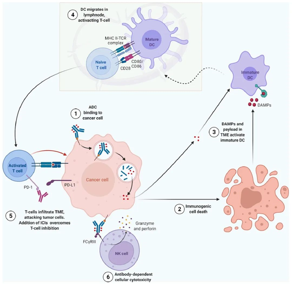 深度解析ADC药物（附临床前研究模型） - 知乎
