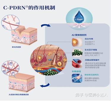 PDRN是什么？有什么作用及效果？ - 知乎