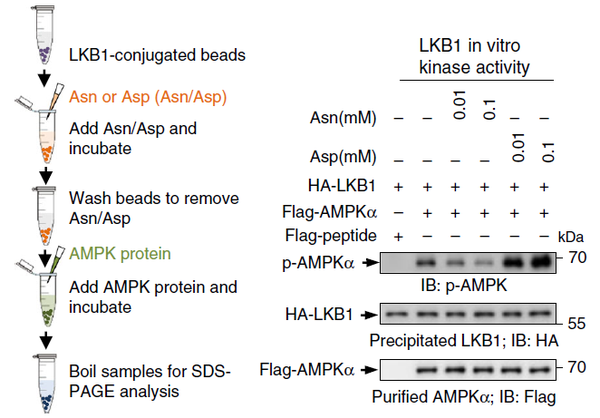 文献阅读：p53介导的Asp-Asn平衡调控LKB1活性并影响细胞存活 - 知乎