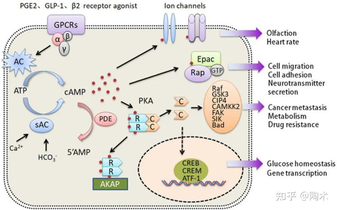 TargetMol 明星分子——Forskolin - 知乎