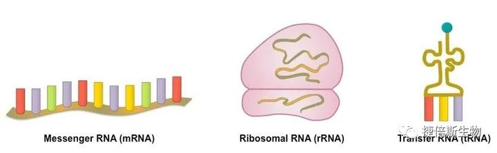干货：一文读懂mRNA rRNA tRNA结构和功能 - 知乎