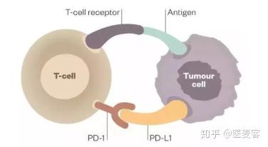 不可不知！结直肠癌治疗进展之 PD-(L)1 疗法 - 知乎