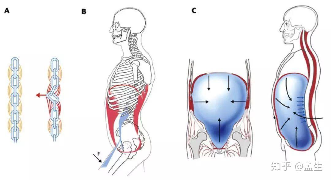 与生俱来的天赋异禀——神奇的DNS神经肌肉稳定术 - 知乎