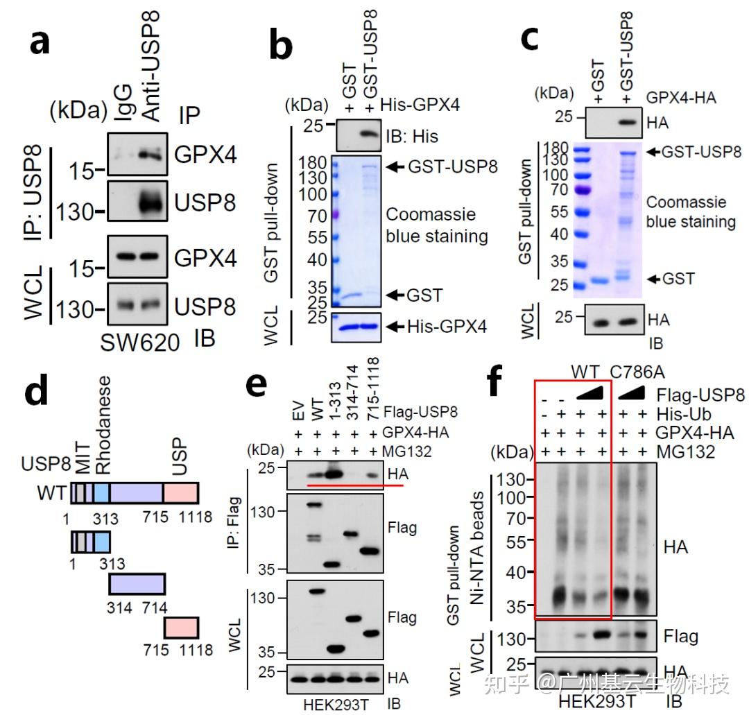 《PNAS》解读：去泛素化修饰-顺序渐进-刨根问底。去泛素化酶USP8靶向铁死亡提高肿瘤免疫治疗的机制 - 知乎