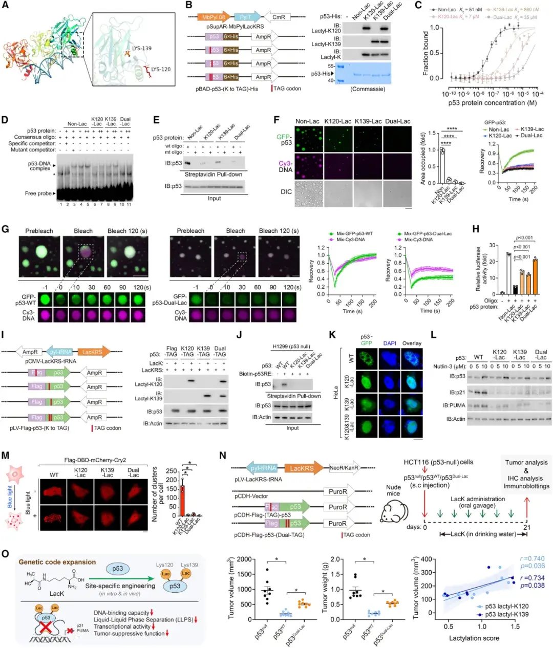 Cell | 苏州大学周芳芳：AARS1介导p53乳酸化促进肿瘤发生新机制 - 知乎