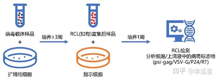 CAR-T细胞治疗产品中复制型病毒控制的监管要求 - 知乎