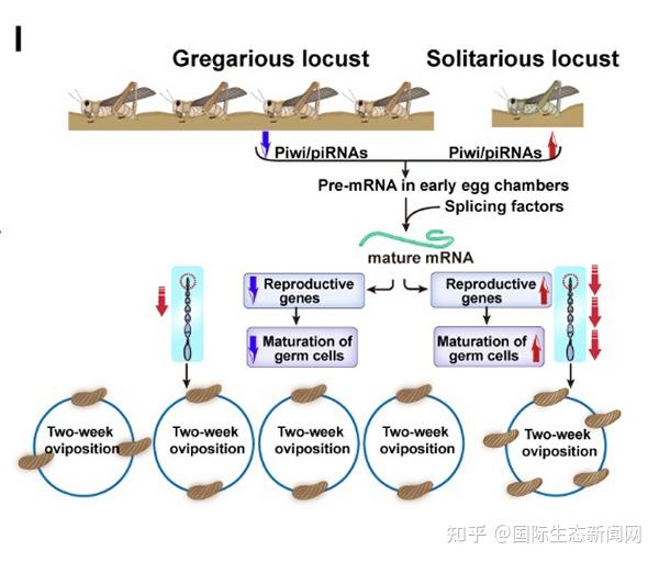 康乐院士团队合作揭示piRNAs调控的新机制决定了飞蝗后代数量的变化 - 知乎